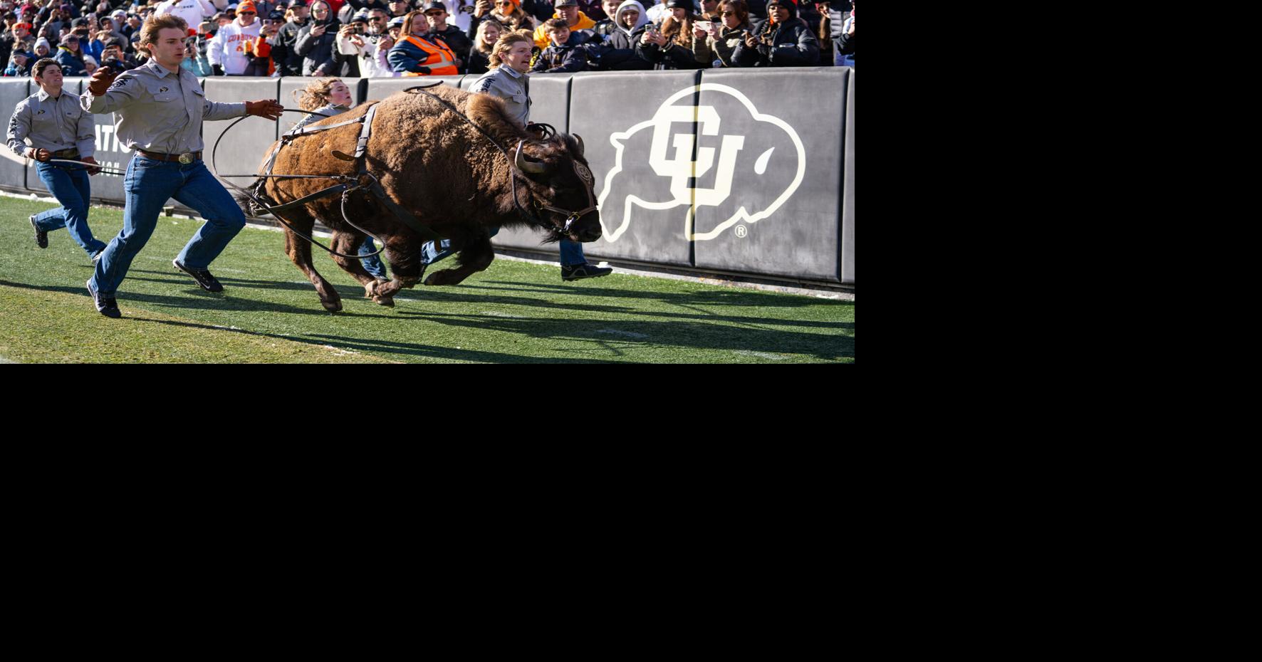 Ralphie the Buffalo | | ocolly.com