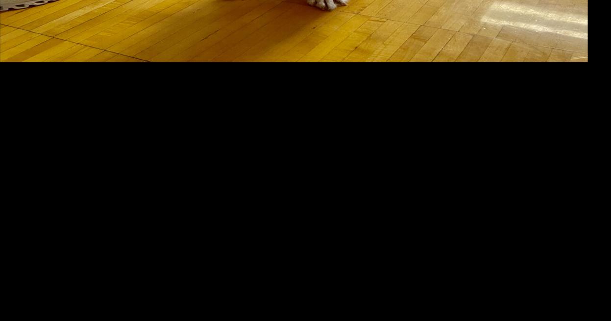 Paws and poses: OSU hosts 'Downward Dog Yoga' | Entertainment | ocolly.com