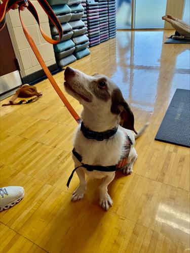 Paws and poses: OSU hosts 'Downward Dog Yoga' | Entertainment | ocolly.com