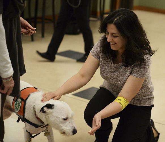 Photos: Meet some of the Pete's Pet Posse dogs | Gallery | ocolly.com