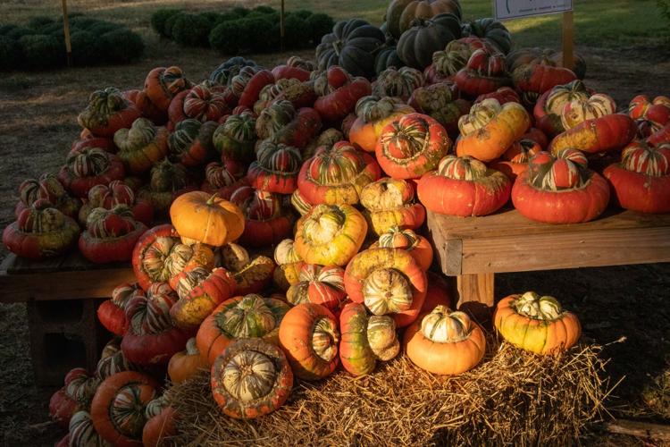 First day of fall | Entertainment | ocolly.com