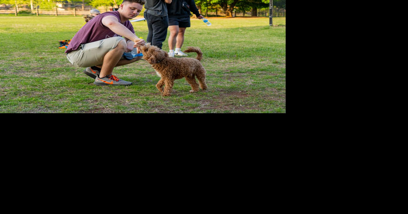 Paw-triotic safety tips | Entertainment | ocolly.com