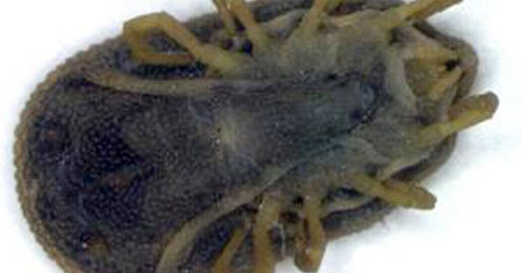 Batchin Crazy: Student suing OSU for $175K in damages due to bat ticks ...