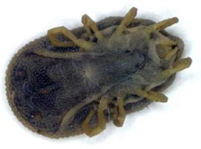 Batchin Crazy: Student suing OSU for $175K in damages due to bat ticks ...