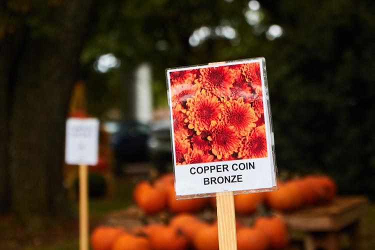 Pumpkin and Mum Sale at the OSU Botanical Garden | | ocolly.com
