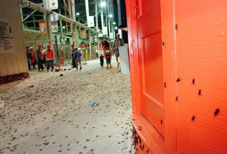 Night of the crickets: When insects invaded Lewis Field | Sports ...