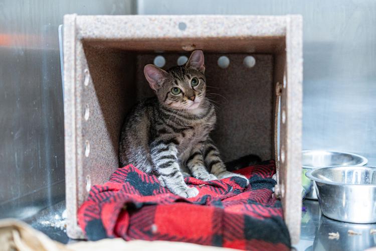 Stillwater Animal Welfare educates residents on pet healthcare ...