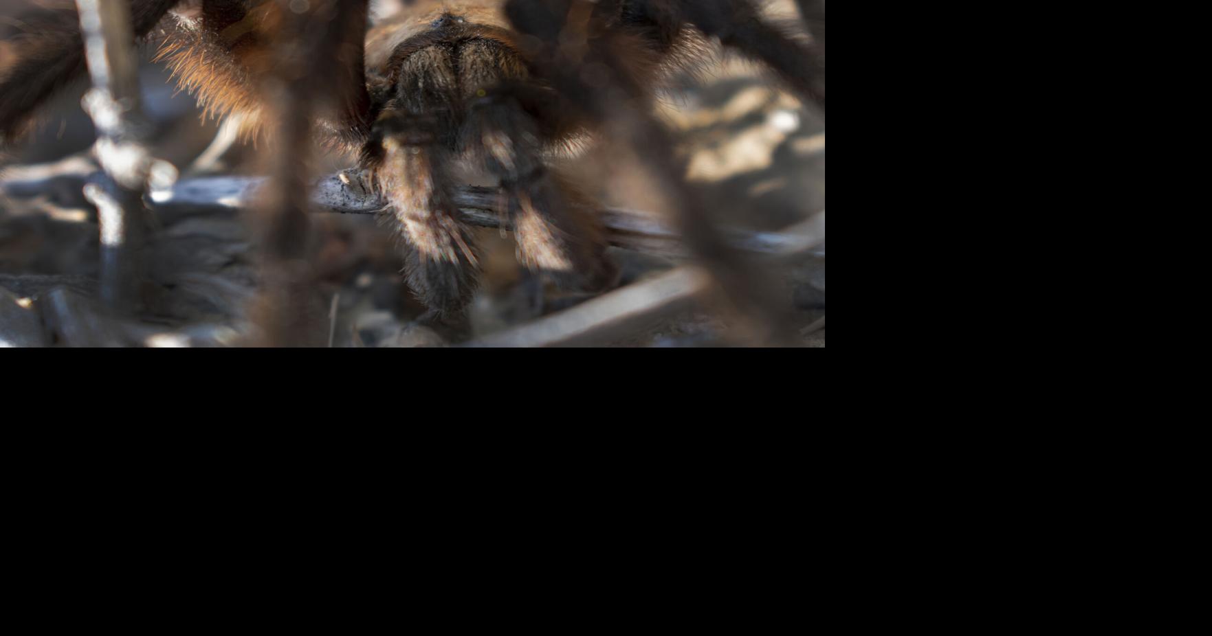 Male tarantulas are on the prowl | | ocolly.com