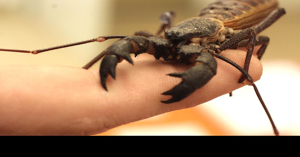 A bug's life: an inside look at Stillwater's bug petting zoo | News ...