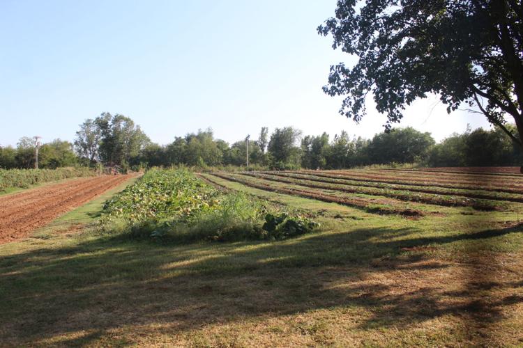 Student Farm on 6th st | Entertainment | ocolly.com