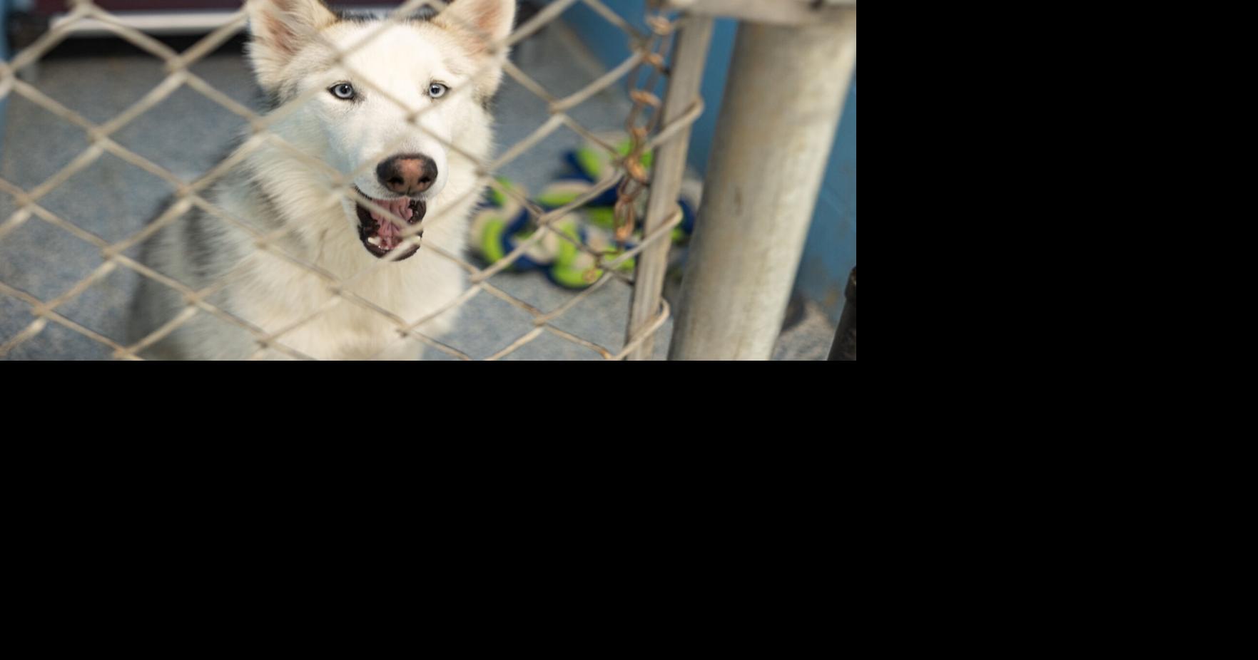 Stillwater’s animal shelter prepares for the future | | ocolly.com