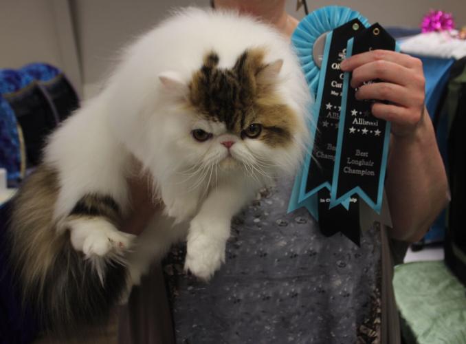 A cat lover's dream: Cat show comes to Stillwater | People of OSU | ocolly.com