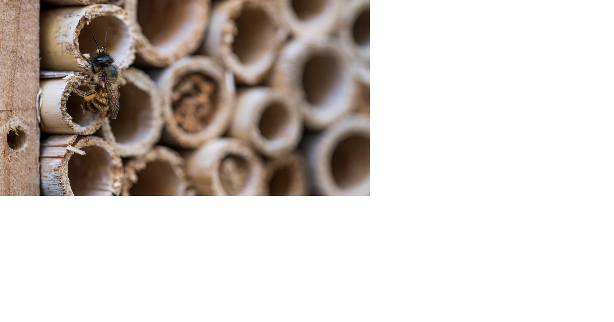 How to save the bees: the buzz about bee hotels | News | ocolly.com