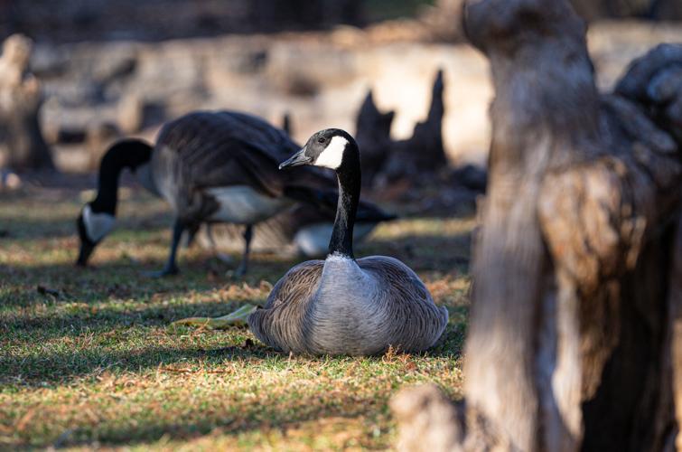 Gallery: Geese at Theta Pond | | ocolly.com