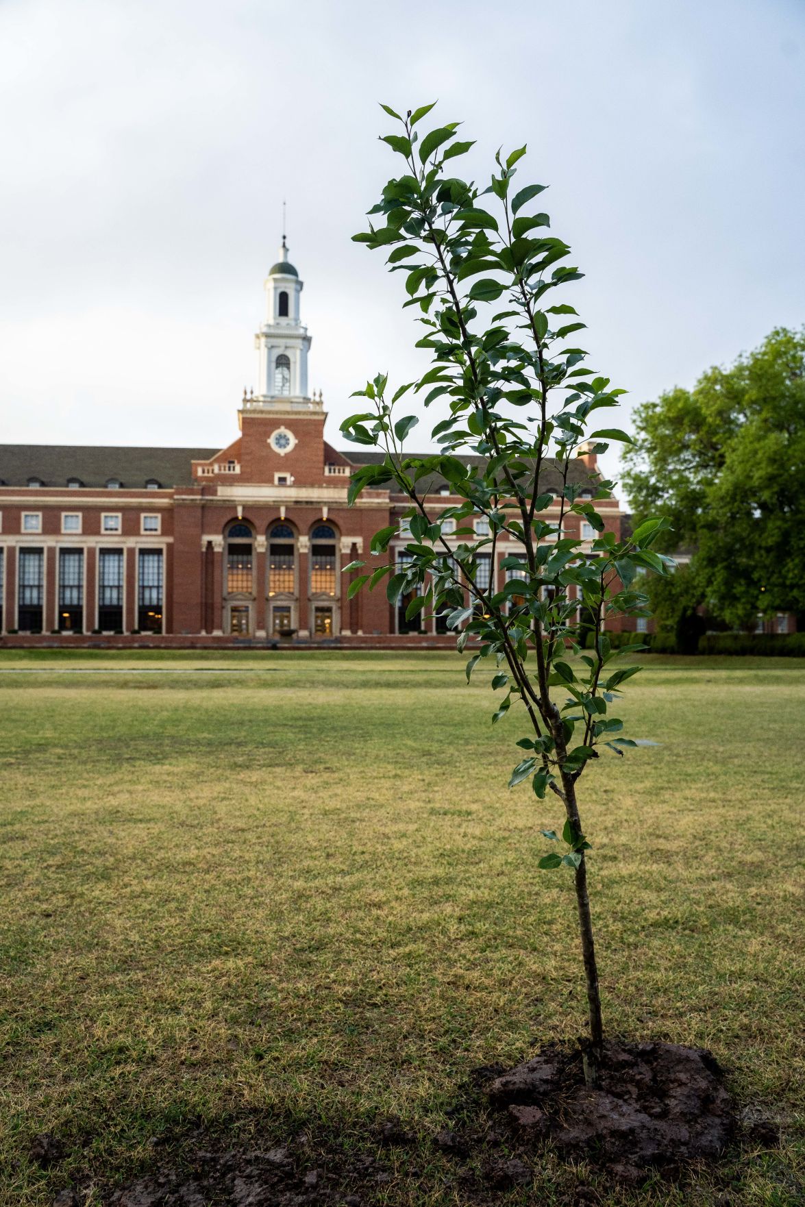 Campus Gallery Wednesday, April 22, 2020. | Gallery | ocolly.com