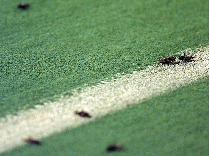 Night of the crickets: When insects invaded Lewis Field | Sports ...