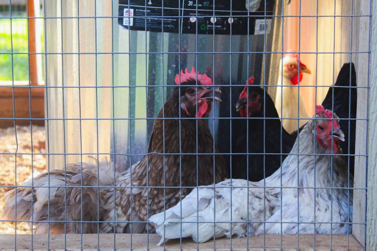 Farm on 6th (Botanical Gardens) | Entertainment | ocolly.com