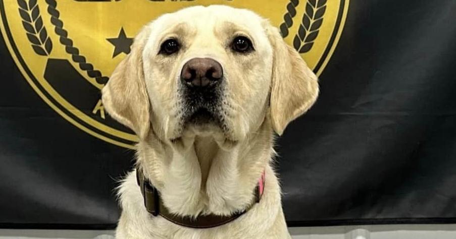 Worcester County Sheriff’s Office welcomes electronic detection canine ...