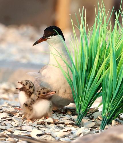Nesting terns have success breeding on artificial island ...
