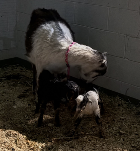 Tech School livestream monitors baby goats | | octodaydispatch.com