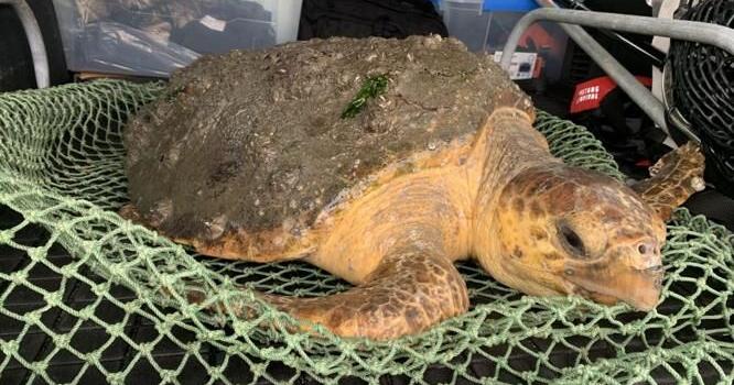 Turtles, cars and turbines | Premium Content | octodaydispatch.com
