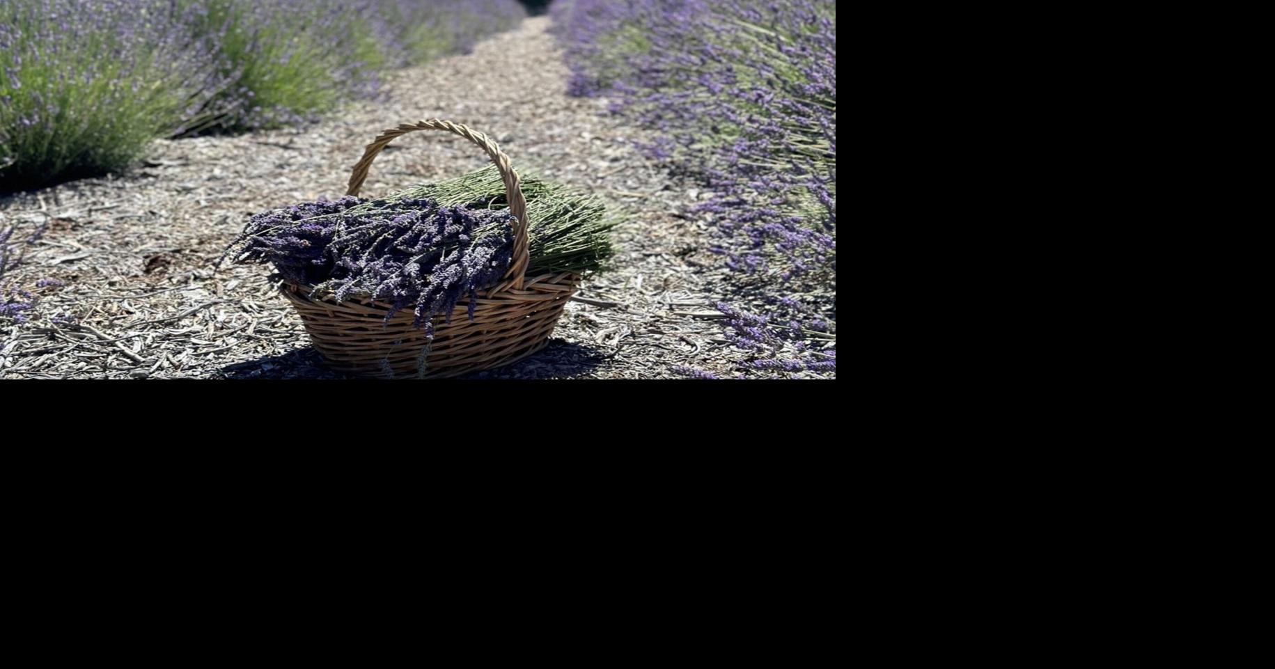 Experience a purple moment downtown at Ojai’s Local Lavender ...