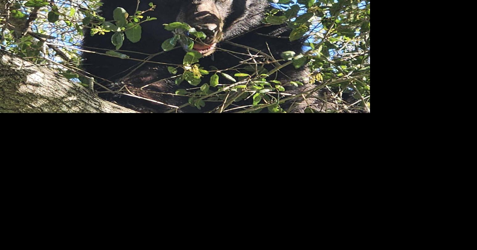 UPDATE: Chicken-loving Upper Ojai bear seeks peace in tree | Critters ...