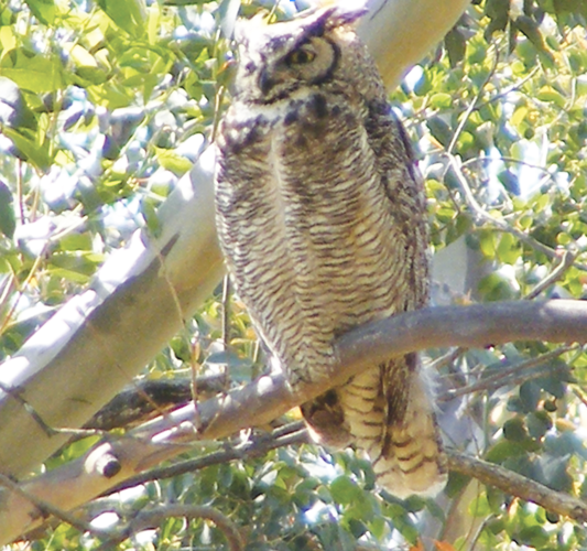 Ode to Mama Owl | Outdoors | ojaivalleynews.com