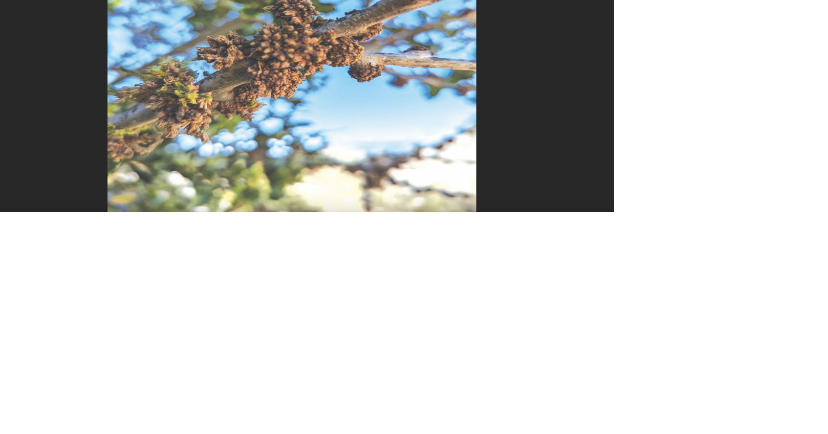 County tests to determine cause of massive tree death in Oak View ...