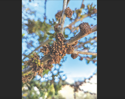 County tests to determine cause of massive tree death in Oak View ...