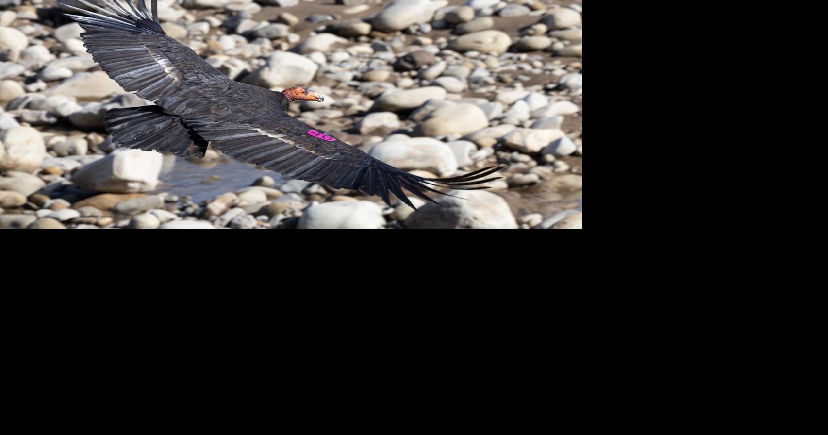 Condor trio spotted near Lake Casitas | Environment | ojaivalleynews.com
