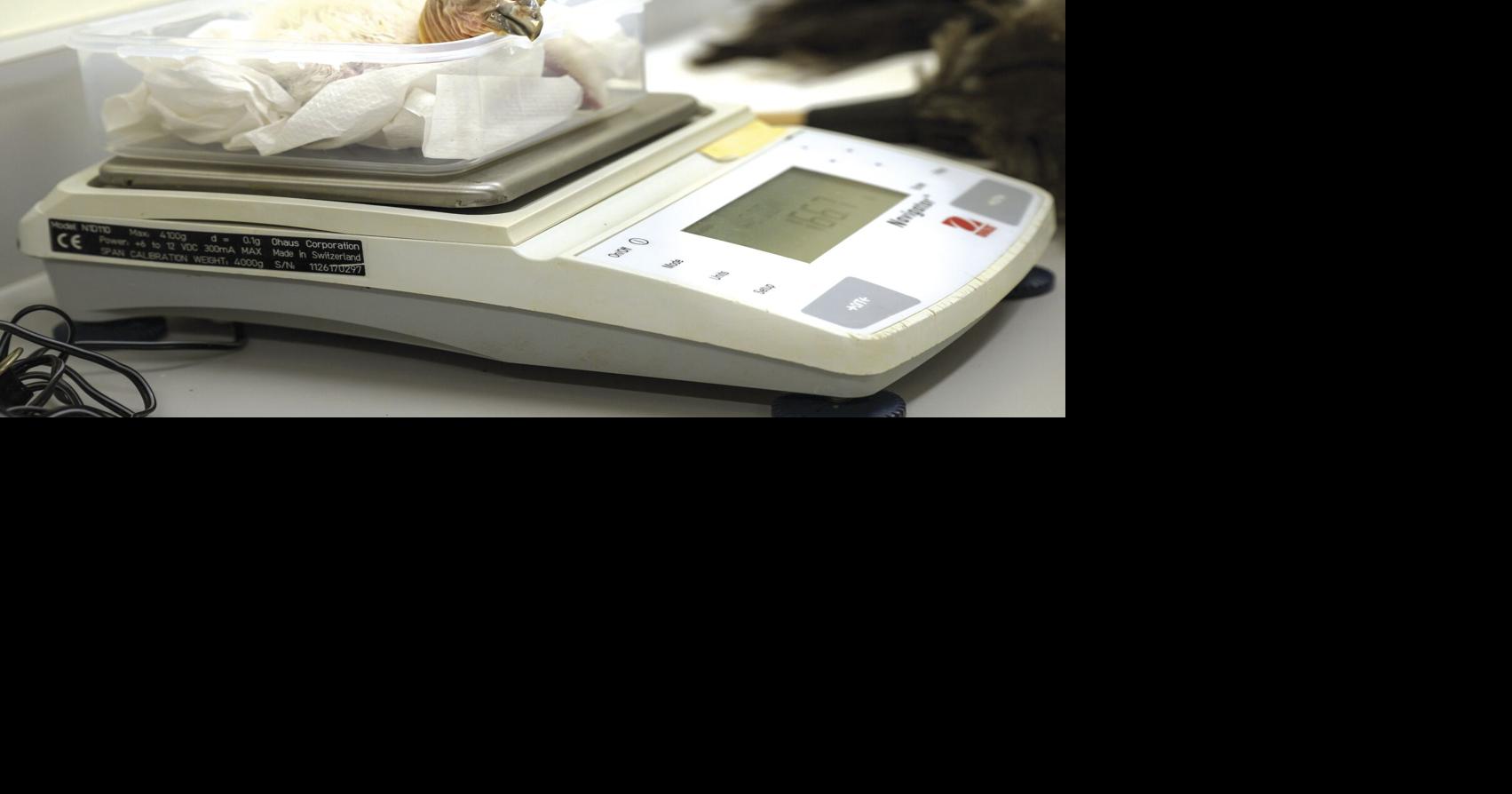 Condor nannies help raise 17 chicks | Critters | ojaivalleynews.com