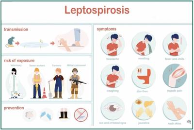 Leptospirosis outbreak in V.C. farmworkers has Public Health, CDC ...