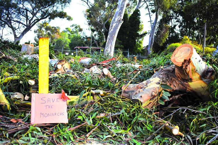 Community protest pauses tree removal on Vista Del Mar Drive in Ventura ...