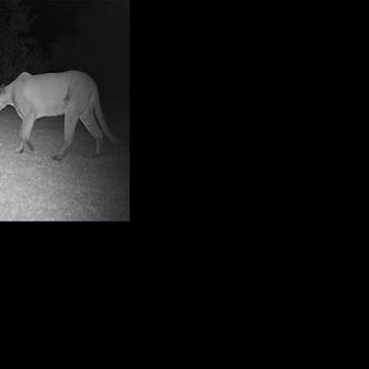 Trail camera captures Ojai lion | News | ojaivalleynews.com