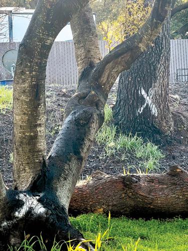 Ventura County Parks to pay $45K for tree deaths | Government ...
