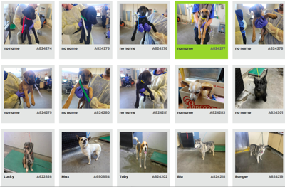 Fees waived for county shelter dog adoptions as kennels are full ...