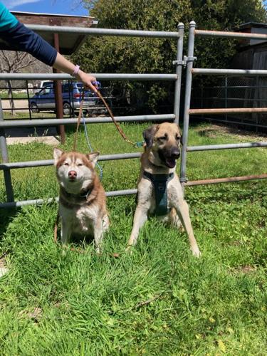 Happy ending for two dogs lost in the forest | News | ojaivalleynews.com