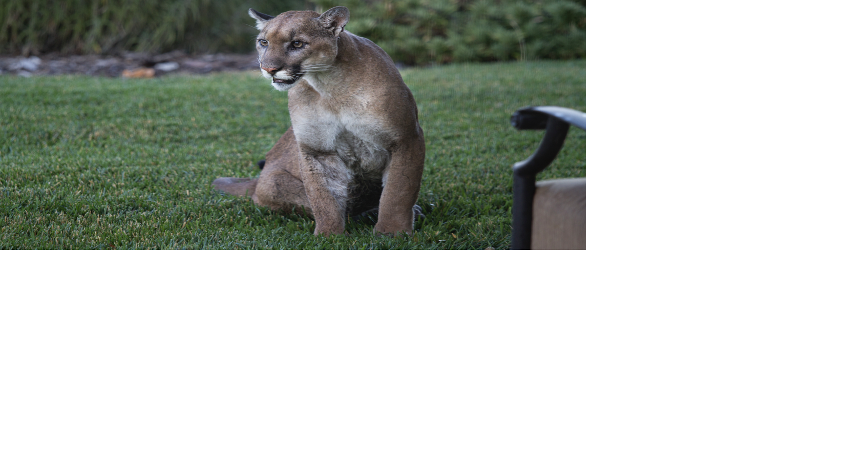 Local lion encounters inspire talk with experts on ‘Coexisting with ...