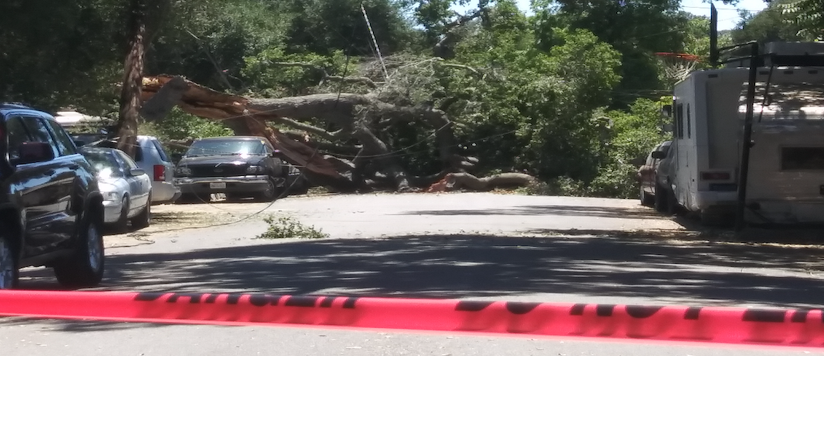 Falling oak trees prompt concern and debate | News | ojaivalleynews.com
