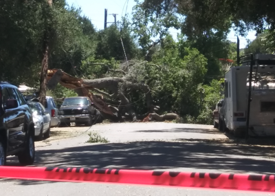 Falling oak trees prompt concern and debate | News | ojaivalleynews.com