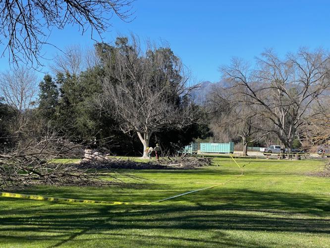 Soule Park's dead trees are getting cut down today | News ...