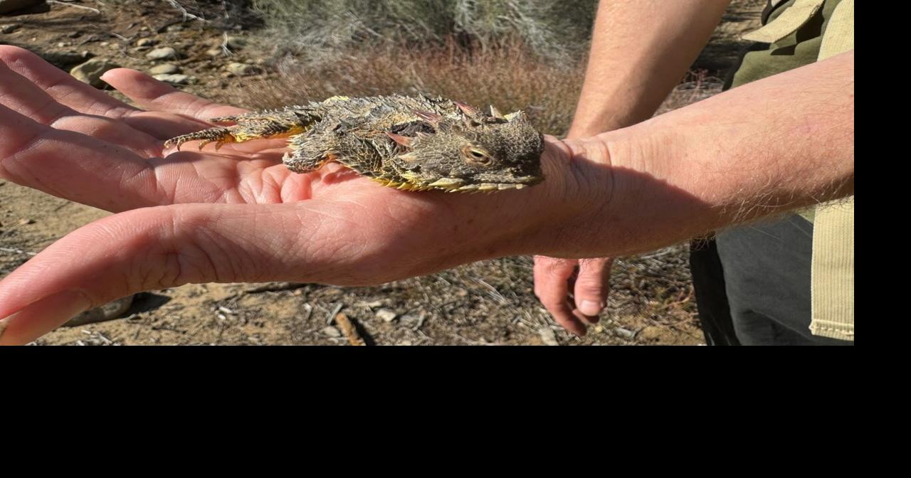 Horned lizard refrains from shooting blood out of its eyes at hikers ...