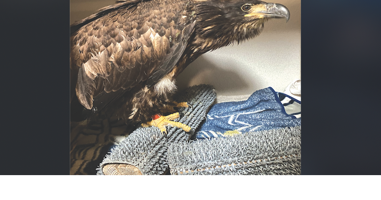 Sick bald eagle recovering at ORC | News | ojaivalleynews.com