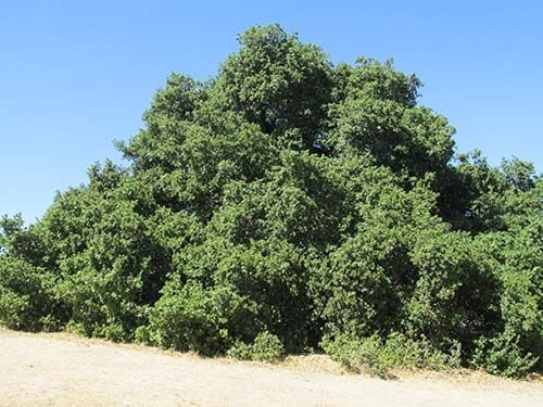 Saving Baba's Tree: Burned branches sheltered mystic | News ...