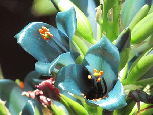 Rare blue puya blossoms in Ojai | News | ojaivalleynews.com