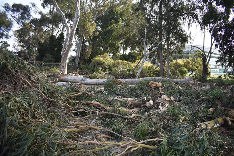 Community protest pauses tree removal on Vista Del Mar Drive in Ventura ...