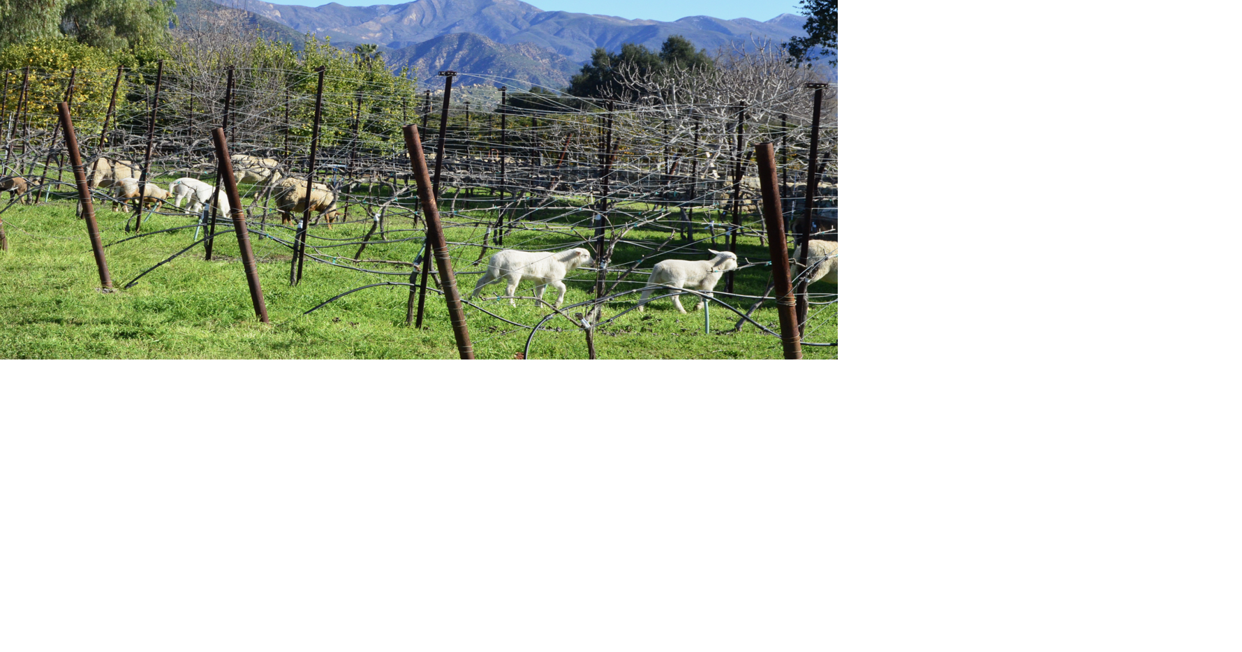 Sheep help vintners make fine wine | Environment | ojaivalleynews.com