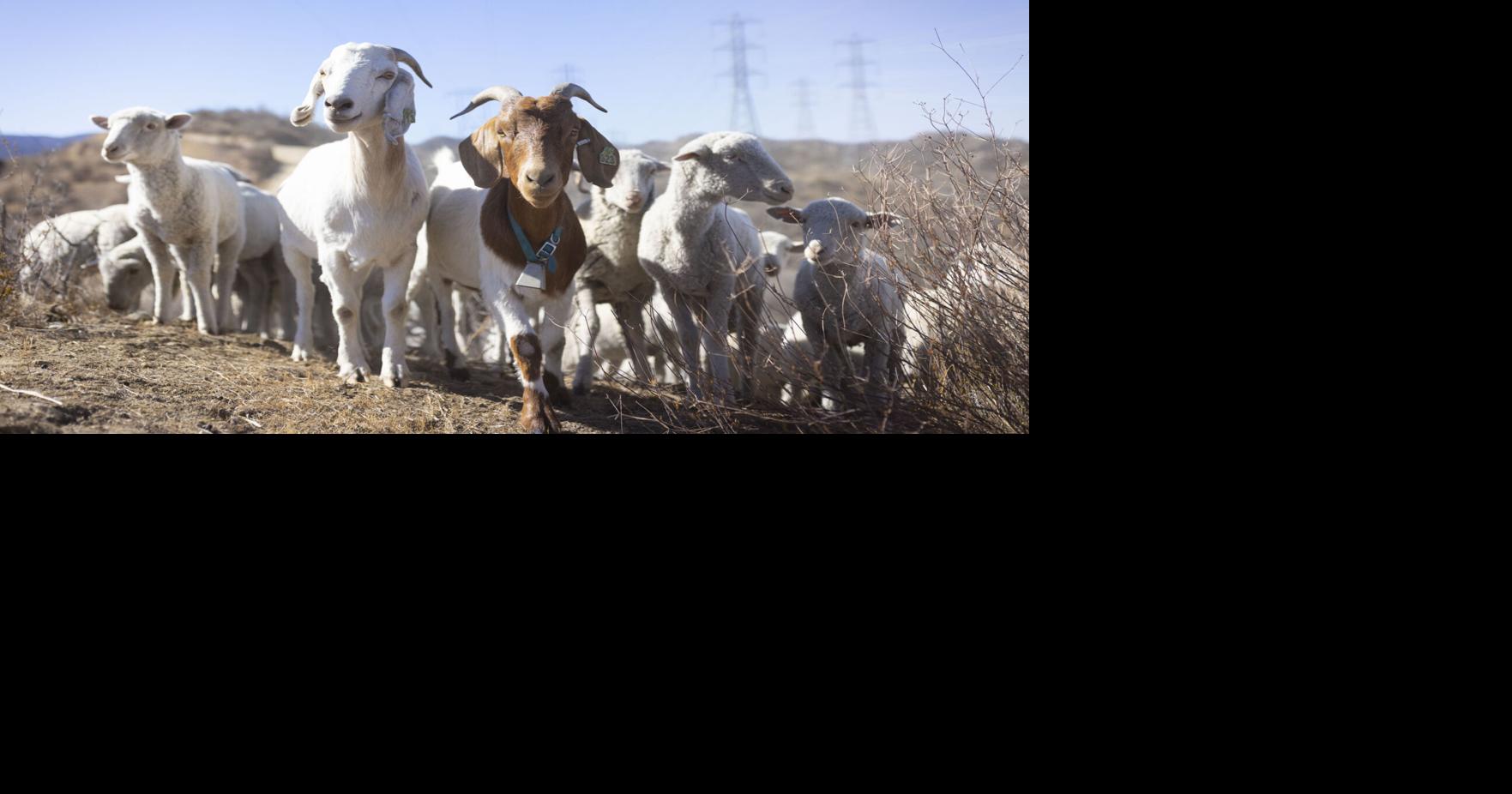 ‘Goat Fund Me’ aims to reduce fire risk | News | ojaivalleynews.com