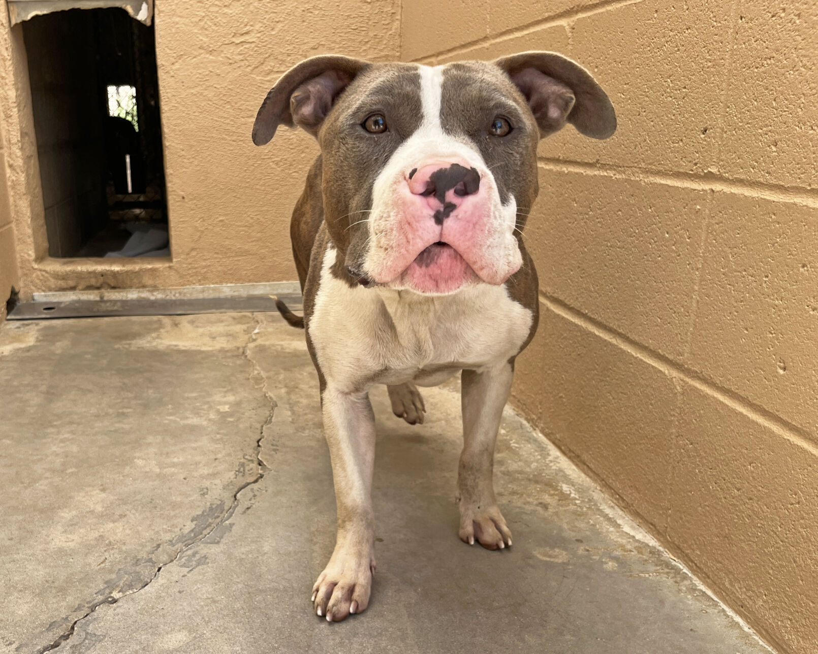A dog tale with a happy ending | Critters | ojaivalleynews.com